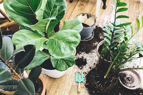 ficus-lyata-2 – ABC Garden