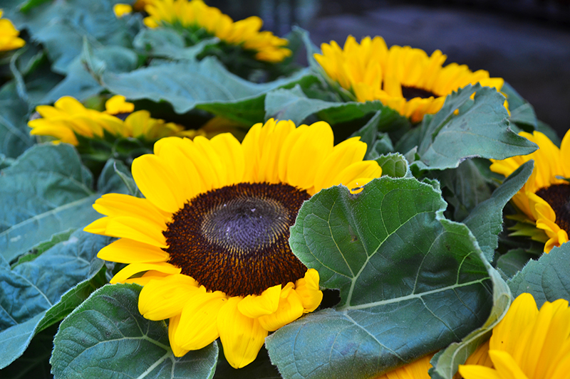 girassol – ABC Garden